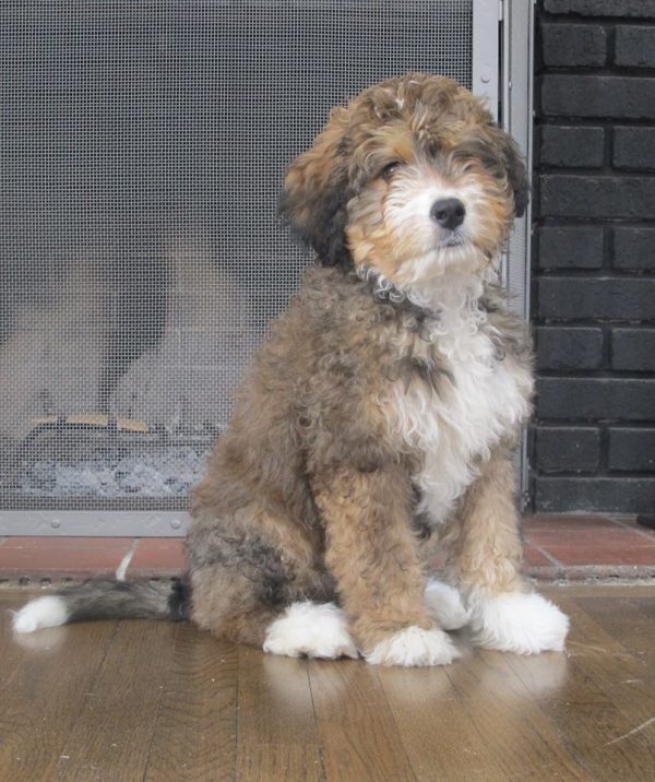 Golden Mountain Doodle: The Ultimate Guide! - We Love Doodles