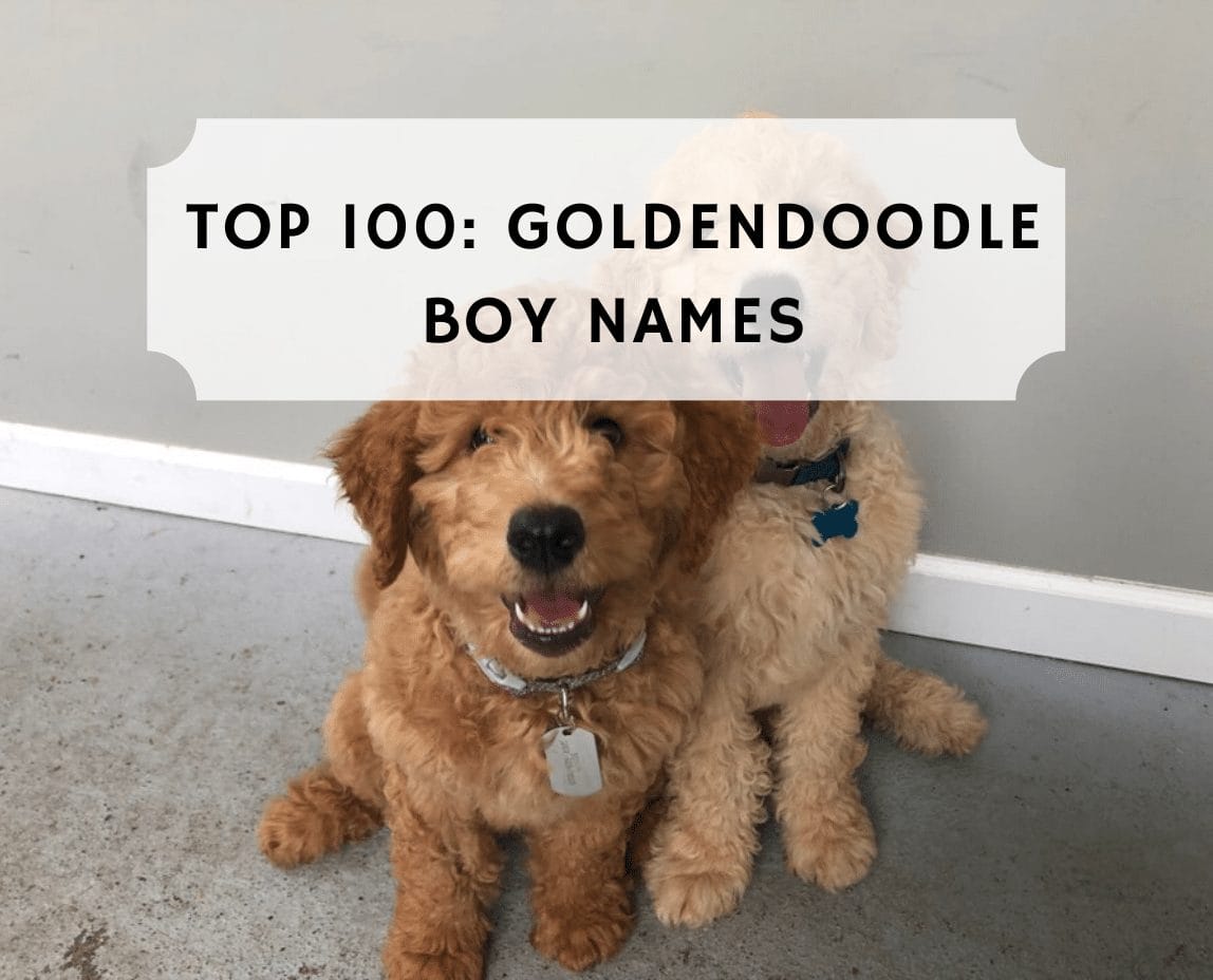 Goldendoodle Boy Names Top 100 List 2024 We Love Doodles