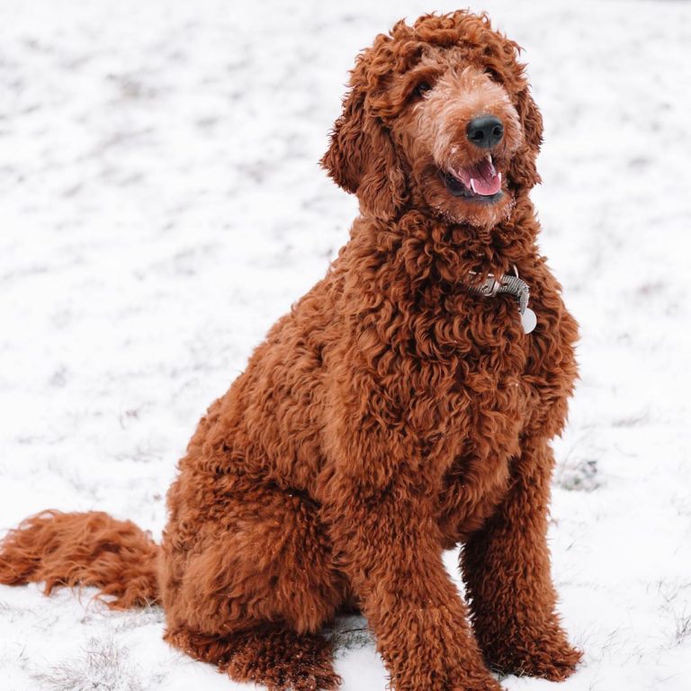 Types of Goldendoodle Colors – With Pictures!