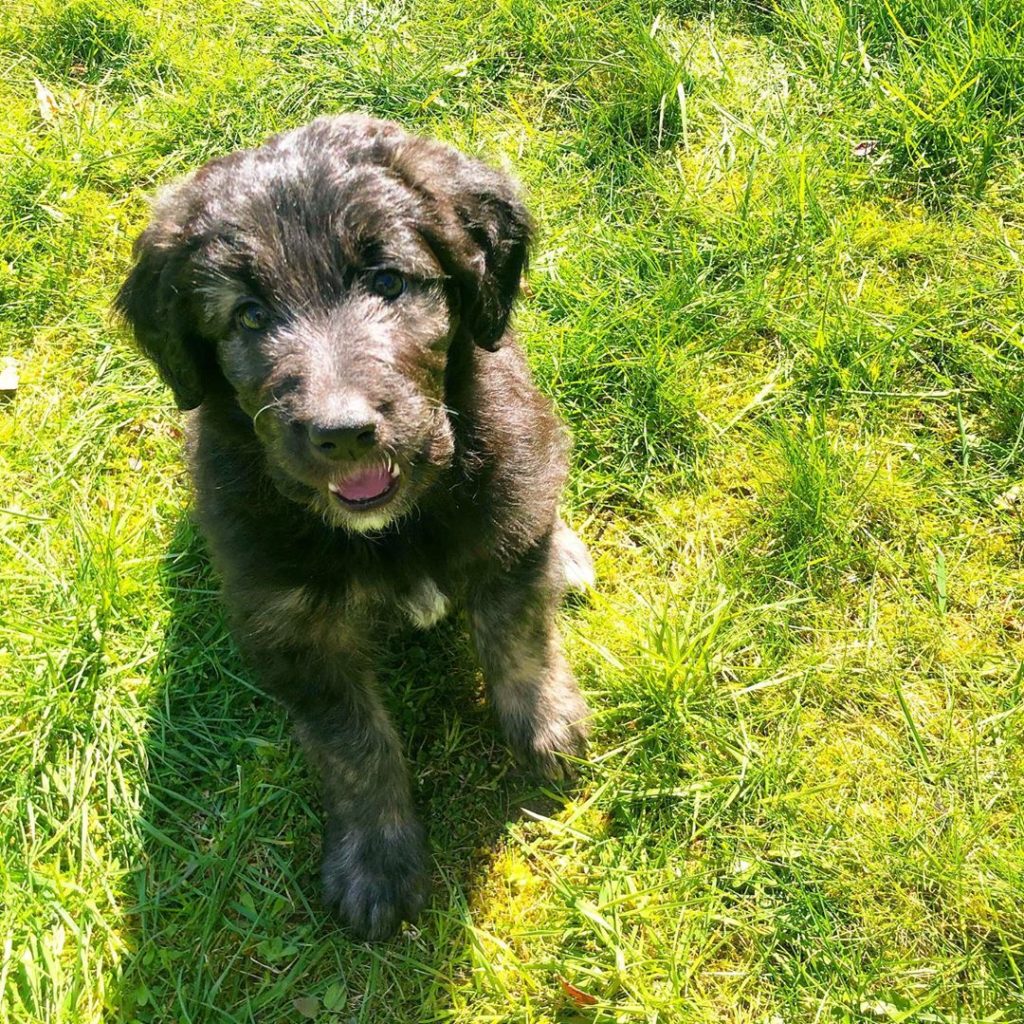 Shepadoodle Guide - Poodle and German Shepherd Mix! (2023) - We Love ...
