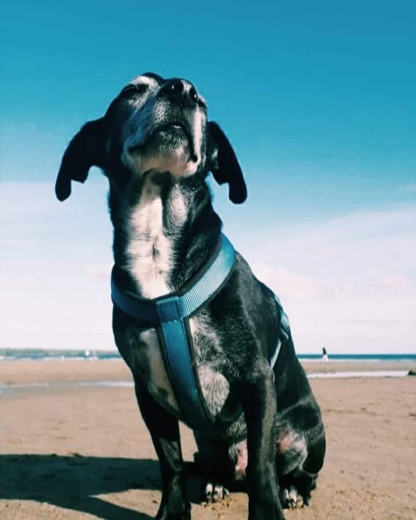 Jackador Guide (Jack Russell Labrador Mix) - We Love Doodles