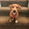 Jackador Guide (Jack Russell Labrador Mix) - We Love Doodles
