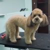 Best Labradoodle Haircuts (Puppy Cut, Teddy Bear Cut, etc.)! - We Love ...