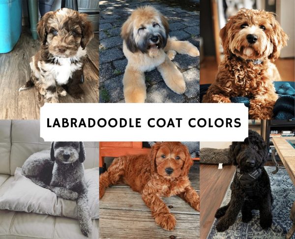 Types of Sheepadoodle Coat Colors! With Pictures!