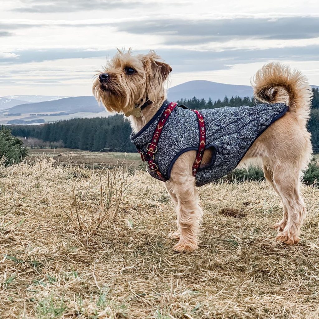 Jackadoodle Guide (Jackapoo, Jack Russell Poodle Mix) (2024) - We Love ...