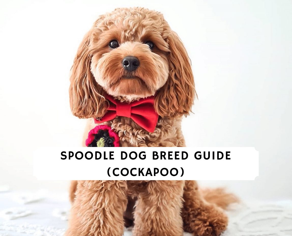 Spoodle Dog Breed - Everything you need to know! - We Love Doodles