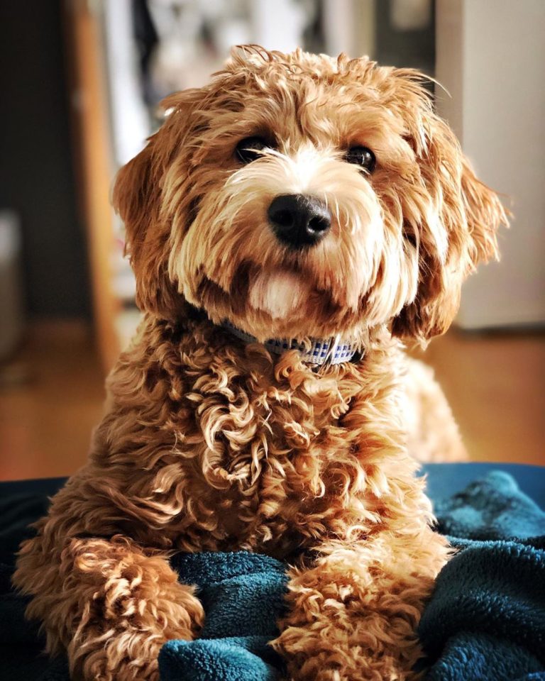 Labradoodle Colors - A Complete Guide - We Love Doodles