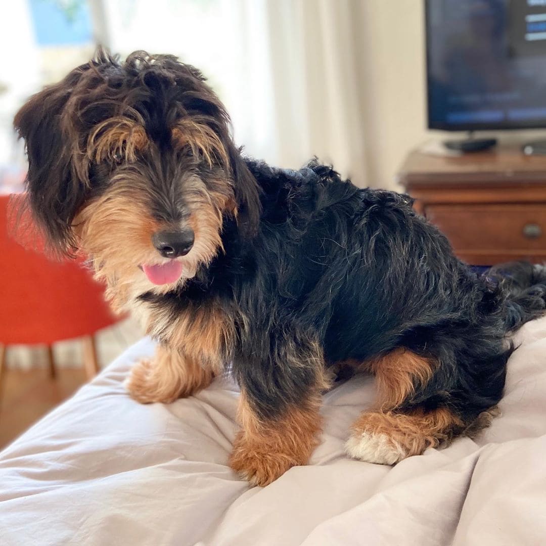 Best Bernedoodle Generations (F1, F1B, F2, F2B)! - We Love Doodles