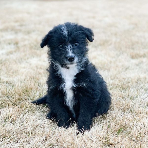 Border Collie Poodle Mix (Bordoodle, Border Doodle) - We Love Doodles