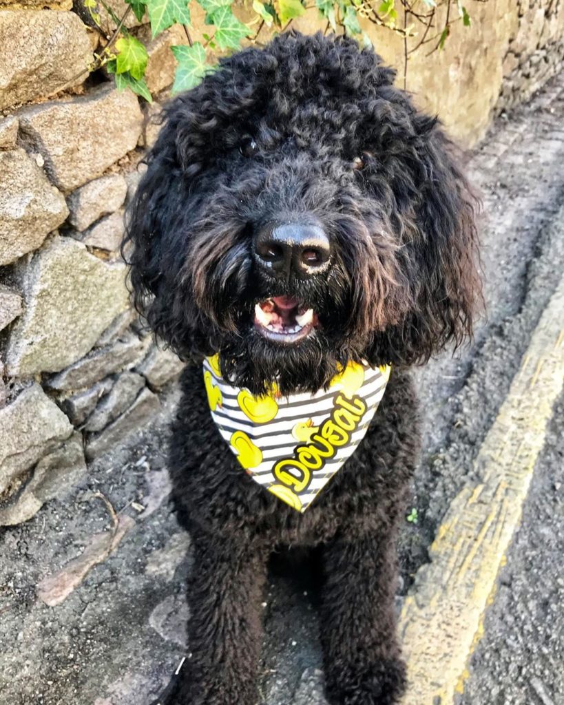 The Best Groodle Guide (Goldendoodle) - We Love Doodles