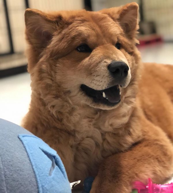 Chow Chow Poodle Mix (Chow Doodle, Chow Poodle, Chowpoo, Poochow) We ...