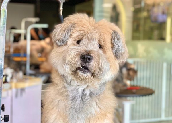 Chow Chow Poodle Mix Guide! (Chow Doodle, Chow Poodle, Chowpoo, Poochow)
