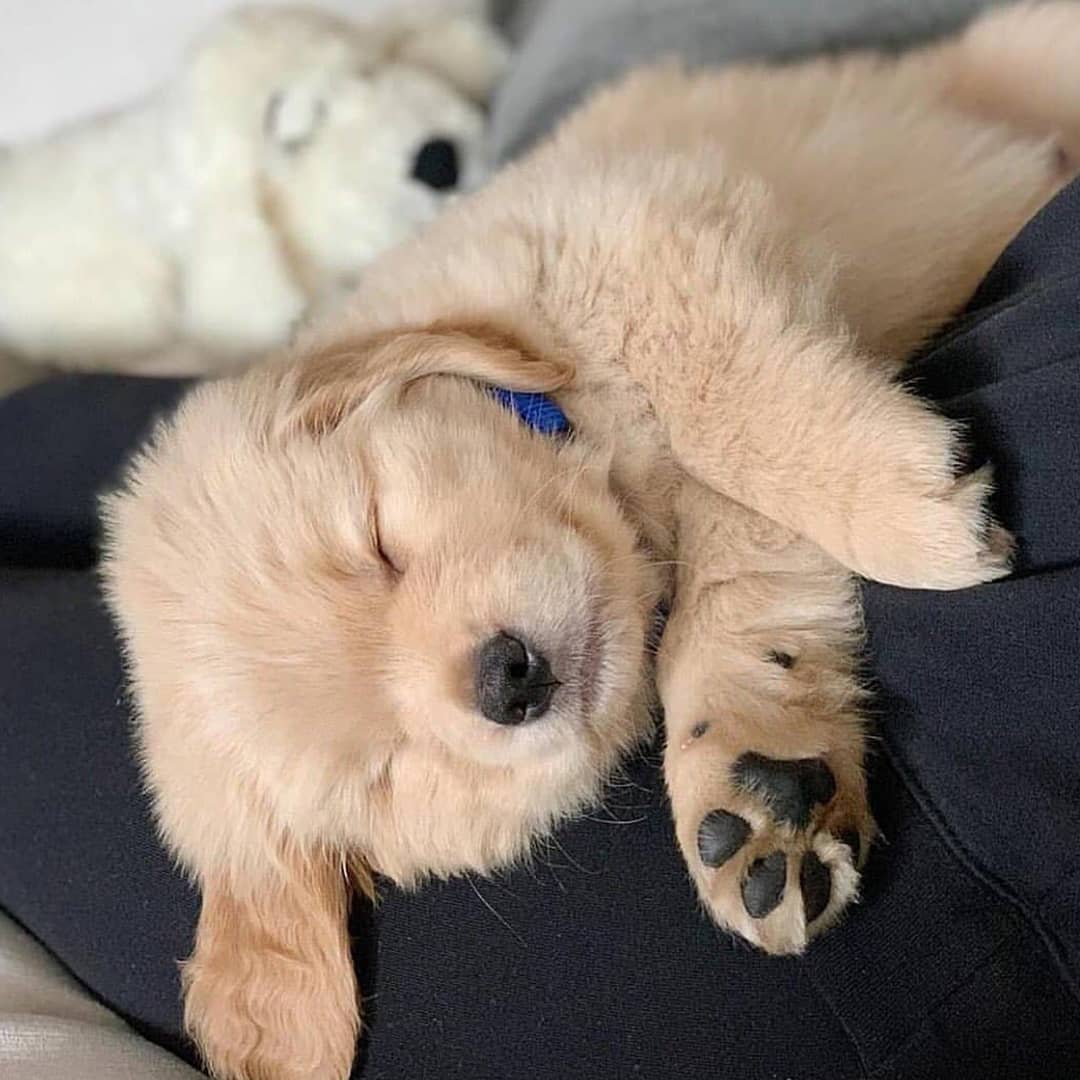 The Best Groodle Guide (Goldendoodle) - We Love Doodles