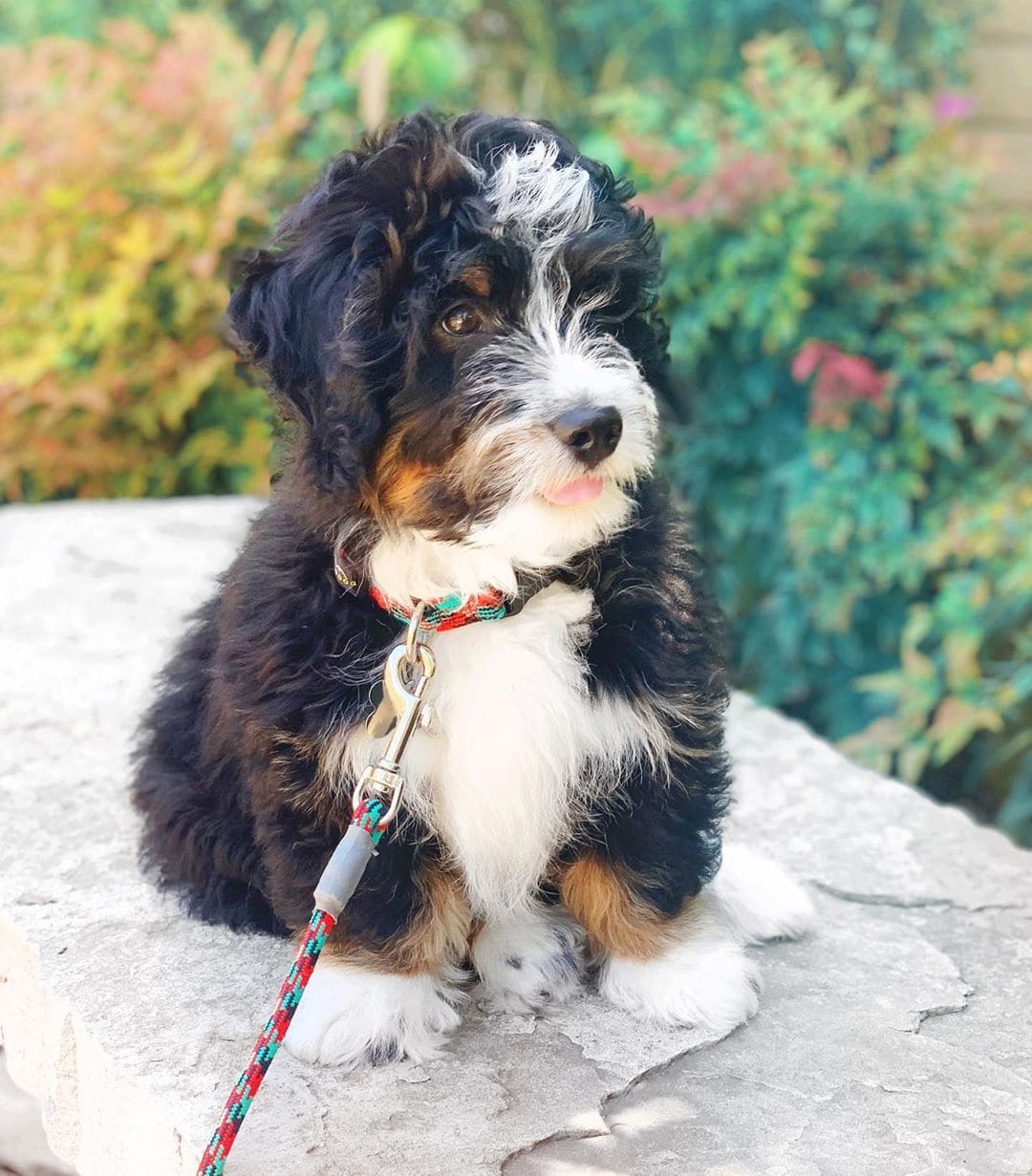 Best Bernedoodle Generations (F1, F1B, F2, F2B)! - We Love Doodles