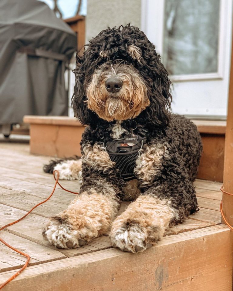 Best Bernedoodle Generations (F1, F1B, F2, F2B)! - We Love Doodles