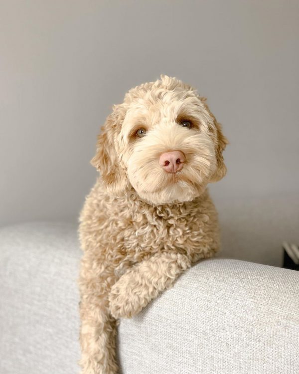 Top Labradoodle Generations: F1, F1B, F2, F2B, & F3! (2024) - We Love ...