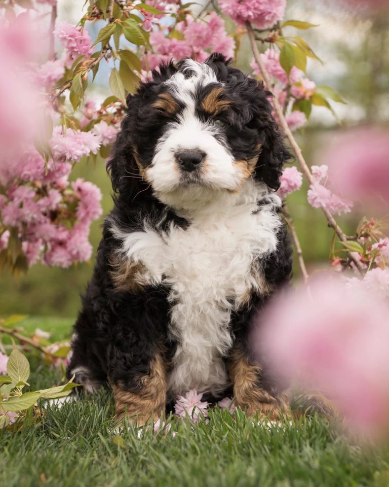 Best Bernedoodle Generations (F1, F1B, F2, F2B)! - We Love Doodles