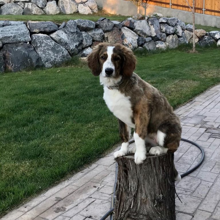 Best Bernedoodle Generations (F1, F1B, F2, F2B)! - We Love Doodles