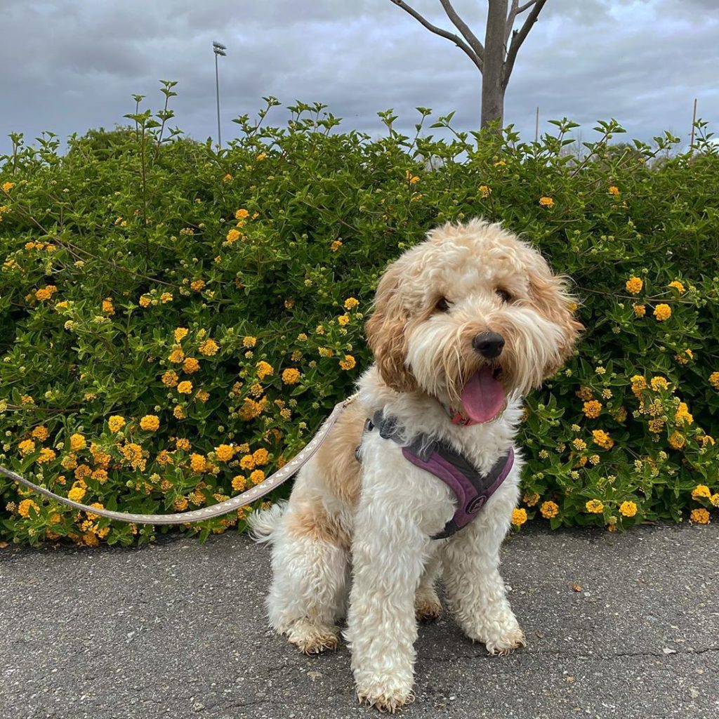 Top Labradoodle Generations: F1, F1B, F2, F2B, & F3! (2024) - We Love ...