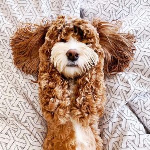 Top Labradoodle Generations: F1, F1B, F2, F2B, & F3! (2024) - We Love ...