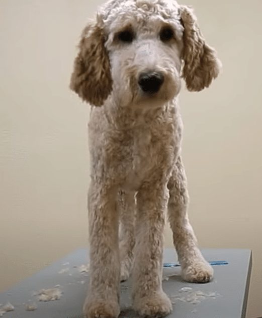 Labradoodle Grooming Guide (2024) - Lots of pictures! - We Love Doodles