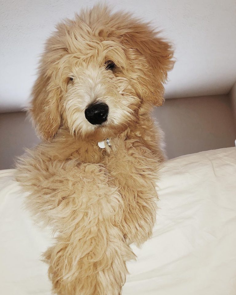 The Best Groodle Guide (Goldendoodle) - We Love Doodles