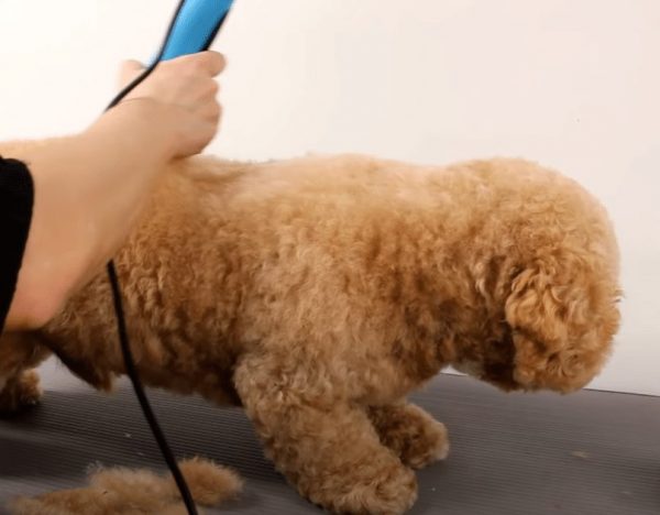 Cockapoo Grooming Guide (2024): Step by Step! - We Love Doodles