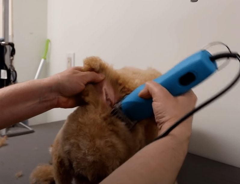 Cockapoo Grooming Guide (2024): Step by Step! - We Love Doodles