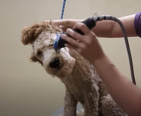 Labradoodle Grooming Guide (2024) - Lots of pictures! - We Love Doodles