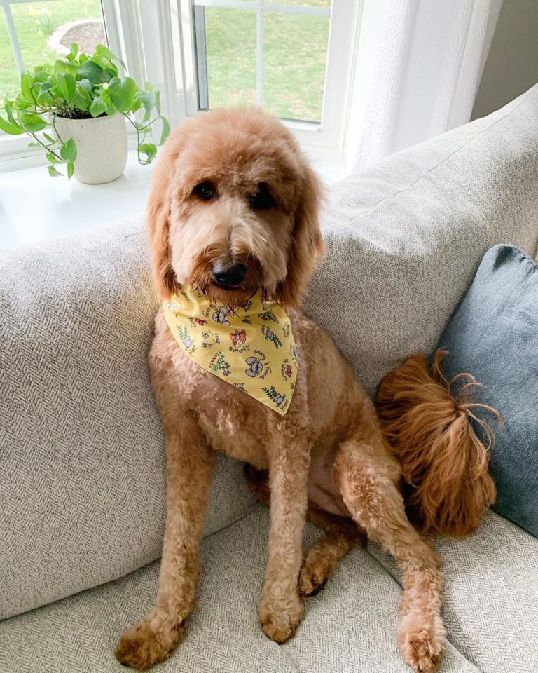 The Shaved Labradoodle – A Great Grooming Style!