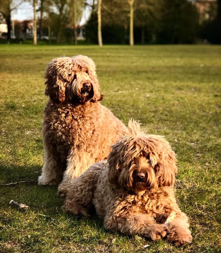 Top Labradoodle Generations: F1, F1B, F2, F2B, & F3! (2024) - We Love ...