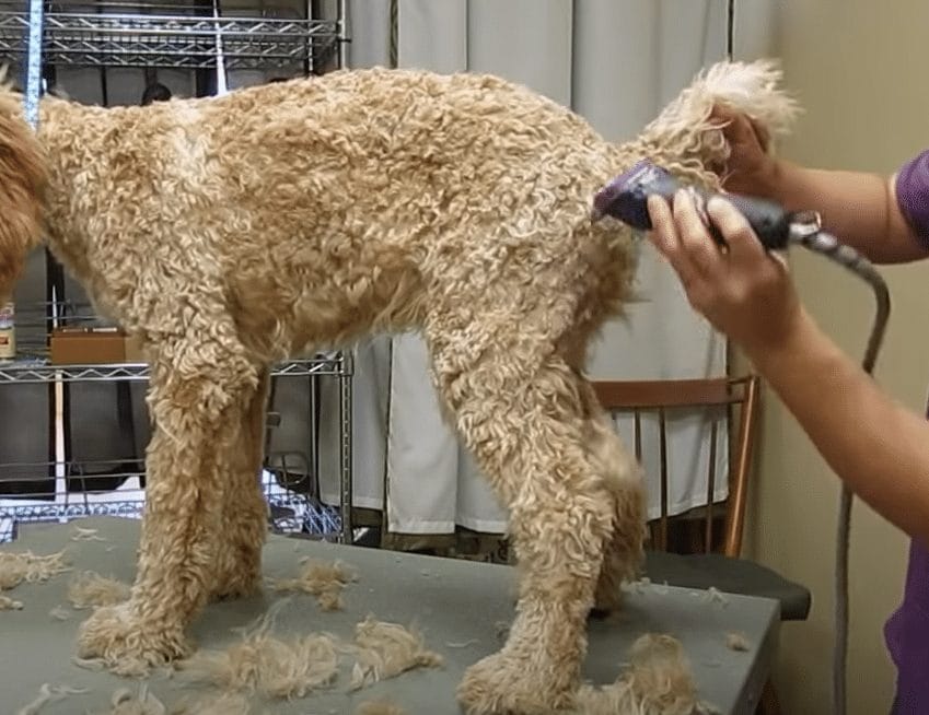 Labradoodle Grooming Guide (2024) - Lots of pictures! - We Love Doodles