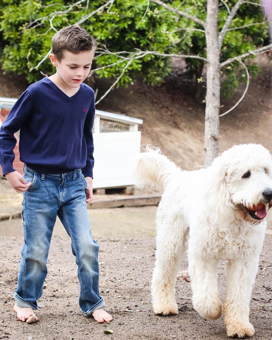 The Best Groodle Guide (Goldendoodle) - We Love Doodles