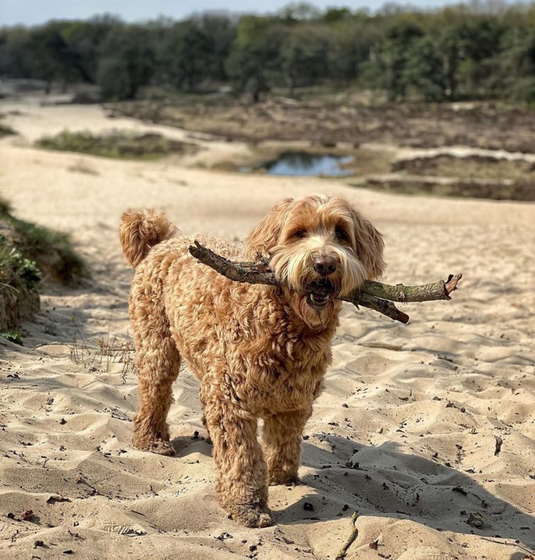 What Labradoodle Size Is Best? Mini, Medium, Standard! - We Love Doodles