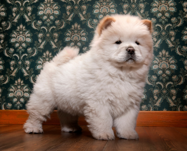 Chow Chow Poodle Mix Guide! (Chow Doodle, Chow Poodle, Chowpoo, Poochow)