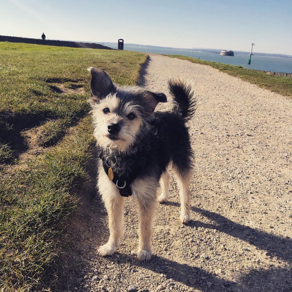 Jackadoodle Guide (Jackapoo, Jack Russell Poodle Mix) - We Love Doodles