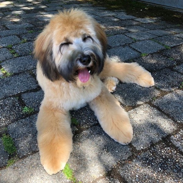 Labradoodle Colors - A Complete Guide - We Love Doodles