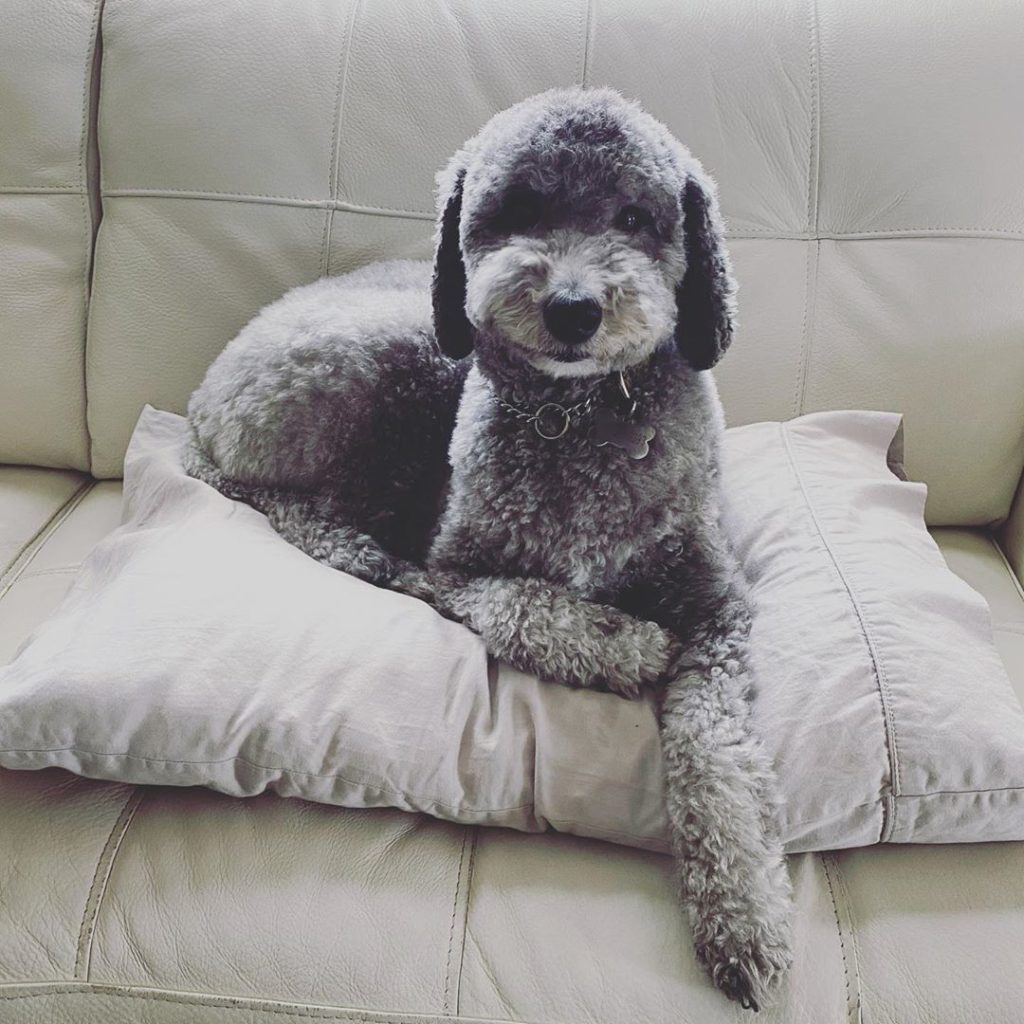 Labradoodle Colors - A Complete Guide - We Love Doodles