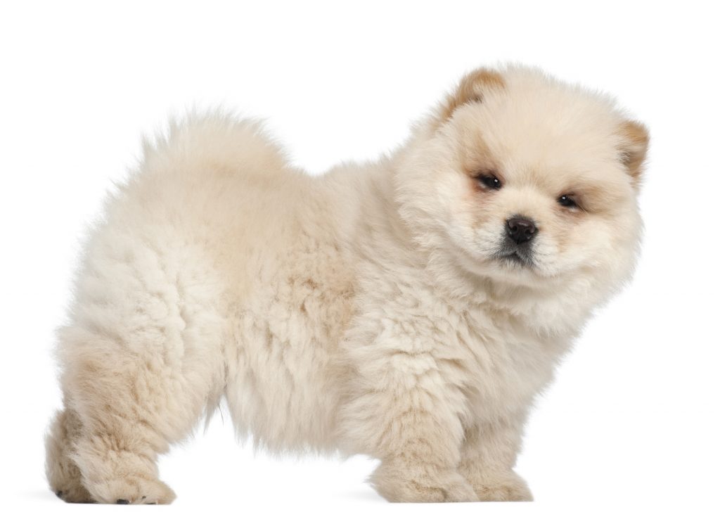 Chow Chow Poodle Mix Guide! (Chow Doodle, Chow Poodle, Chowpoo, Poochow)