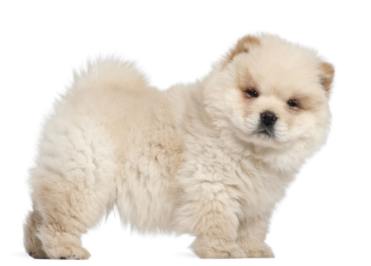 Chow Chow Poodle Mix Guide! (Chow Doodle, Chow Poodle, Chowpoo, Poochow)