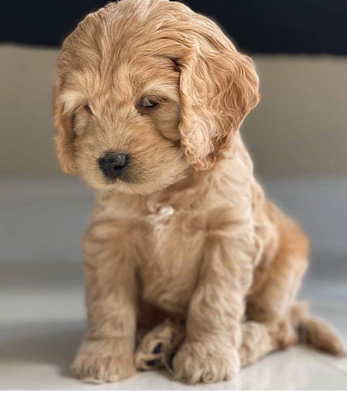 Spoodle Dog Breed - Everything you need to know! - We Love Doodles