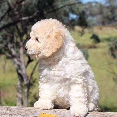 Spoodle Dog Breed - Everything you need to know! - We Love Doodles