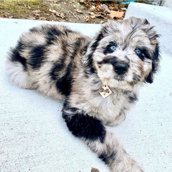 The Ultimate Double Doodle Guide!