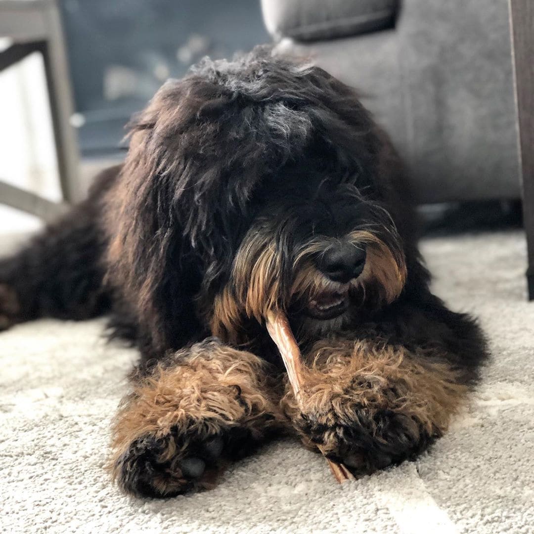 Best St. Berdoodle Guide! (2024) - Saint Bernard Poodle Mix! - We Love ...