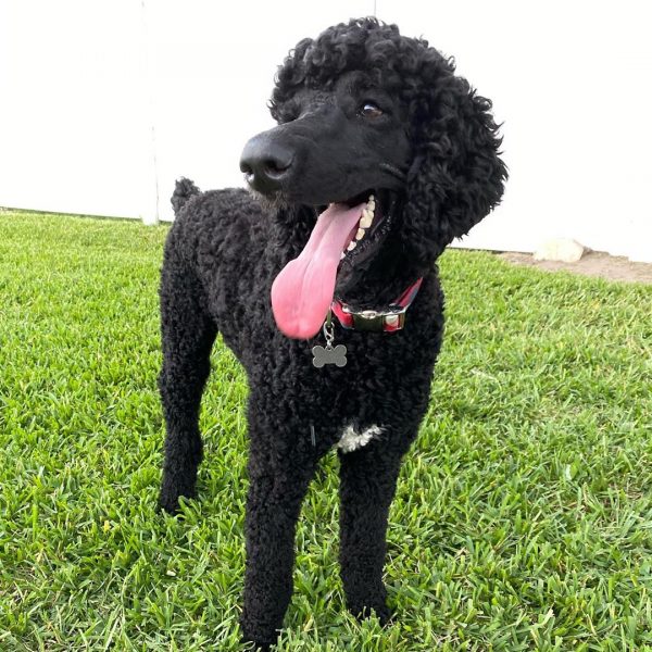 Rottie-poo and Rottle Guide (Rottweiler Poodle Mix) - We Love Doodles