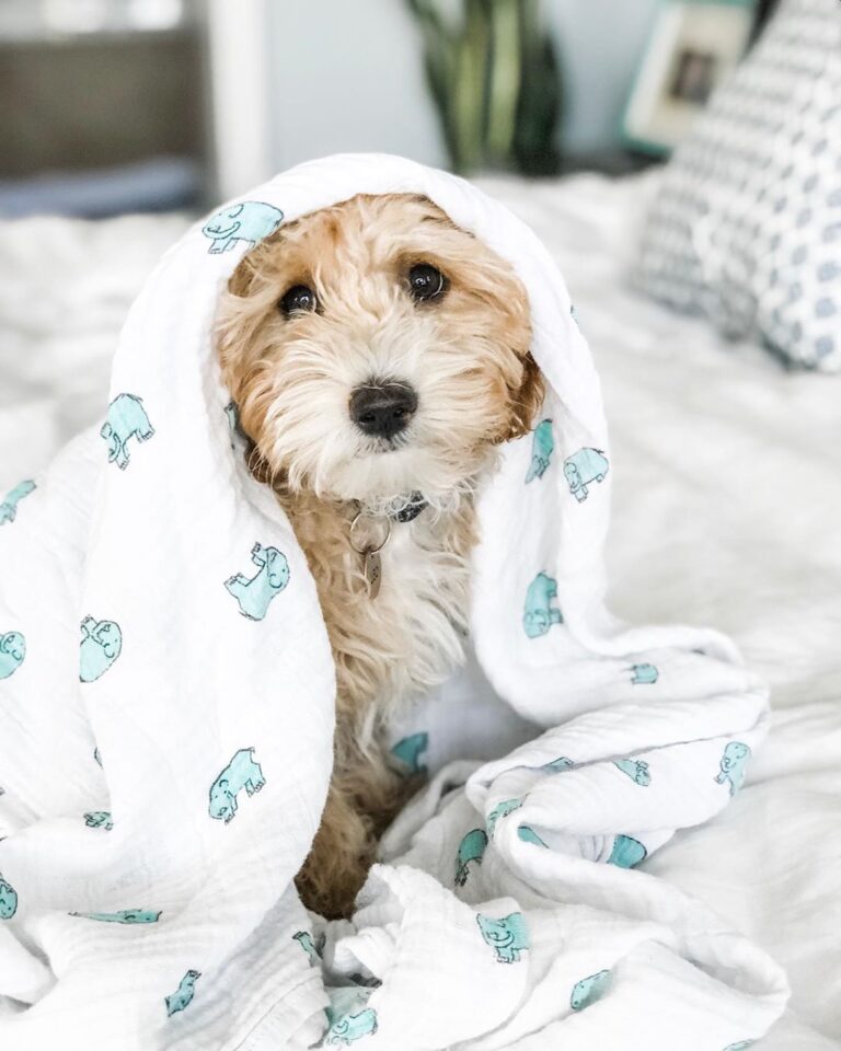 What is the Micro Goldendoodle? - We Love Doodles