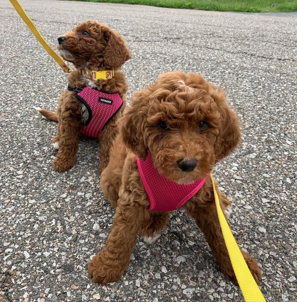 Mini Goldendoodle Size Guide – Teacup, Toy, or Mini?