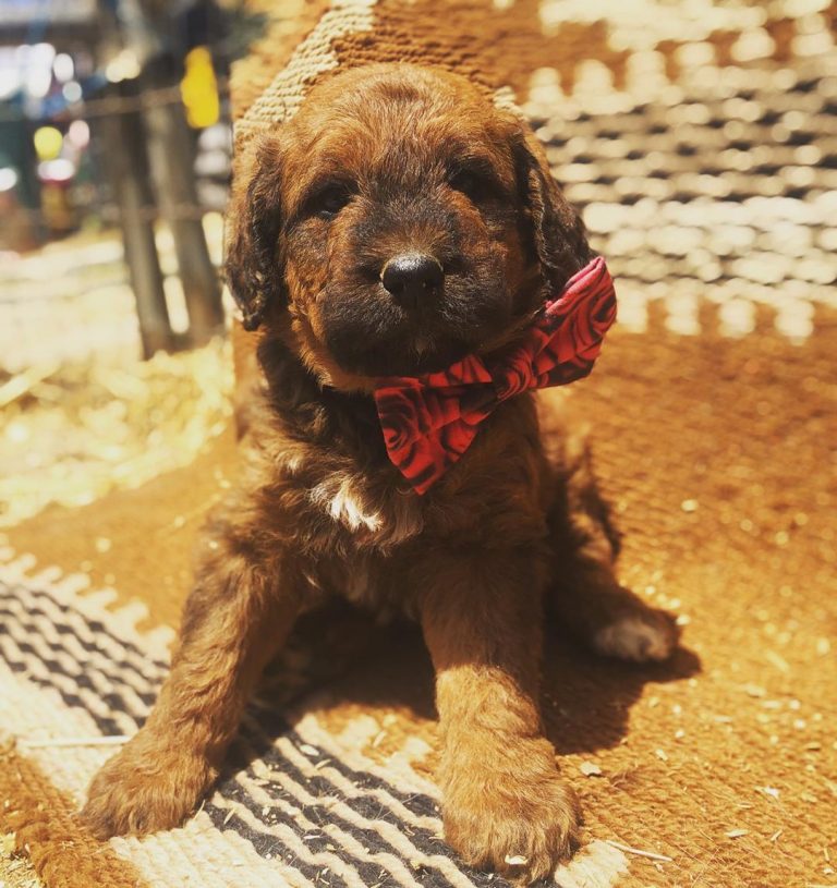 Rottie-poo and Rottle Guide (Rottweiler Poodle Mix) - We Love Doodles