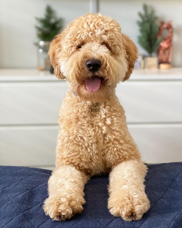 How to Trim a Goldendoodle's Face - We Love Doodles