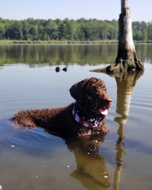 Rottie-poo and Rottle Guide (Rottweiler Poodle Mix)